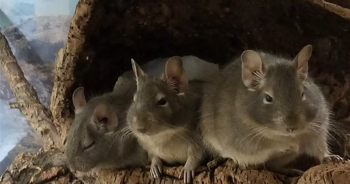 Steckbrief - Degu - Zoo Burkart GmbH